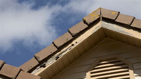 Termite Nest In Attic