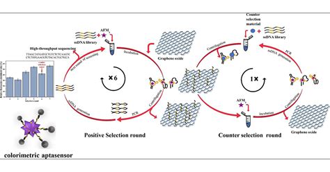 Screening Of A High Affinity Aptamer For Aflatoxin M1 And Development Of Its Colorimetric