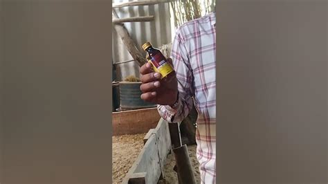 ਅੱਜ ਅਸੀਂ ਹੀਰੇ ਕੀੜੇਆ ਵਾਲ਼ੀ ਦਵਾਈ ਦਿੱਤੀ Youtube