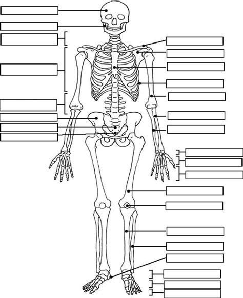 The Ultimate Guide To Lab Value Skeleton Diagrams Everything You Need To Know