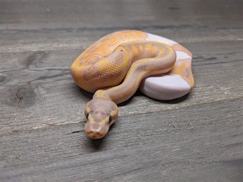 Banana Piebald Ball Python By The Reptile Barn Morphmarket