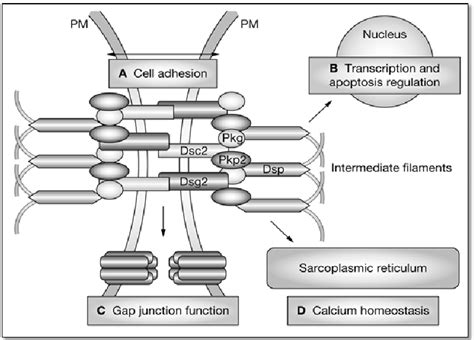 Structure Of Intercalated Discs And Role Of Desmosome Mutations In