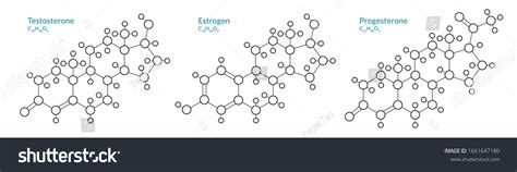Estrogen Progesteron Testosteron Over 127 Royalty Free Licensable