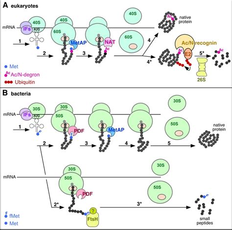 Figure 1 N Terminal Formyl Methionine As A Degron