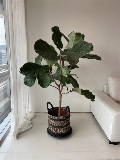 Fiddle Leaf Fig Ficus Lyrata Tree Furniture And Home Living Gardening