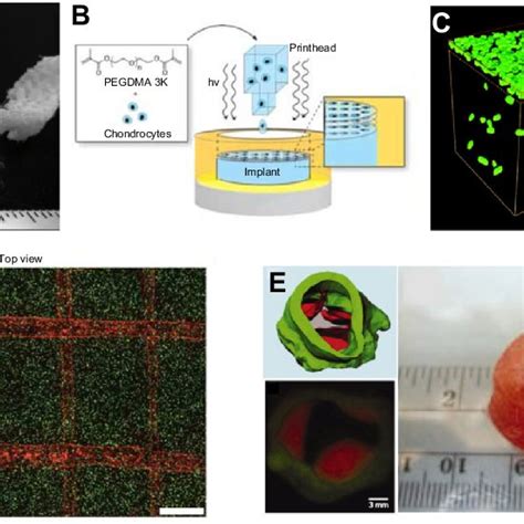 Comparison Of Major Bioprinting Techniques Download Table