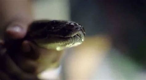 Swamp People Everglades Sees Tegu Lizards Pythons And An Elusive Croc