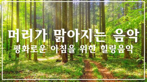마음이 편안해지는 음악 🌼 평화로운 아침을 위한 힐링음악 🌿 맑은 공기 가득한 숲길을 산책하며 듣는 새들의 노랫소리 Youtube