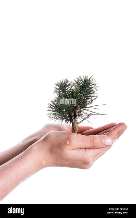 Hand Holding A Tree Seedling On Globe In Hand On White Background Stock Photo Alamy