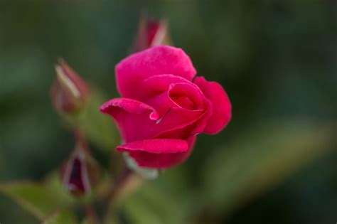 My Girl Rose Easy Elegance