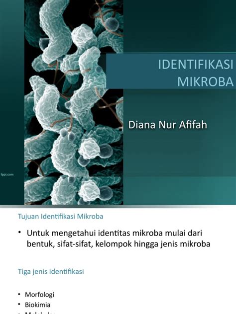 13 Identifikasi Mikroba Pdf