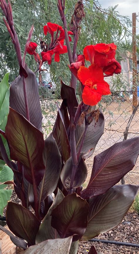3 Red Velvet Canna Lily Rhizome Bulb Shiny Black Foliage And Bright Red