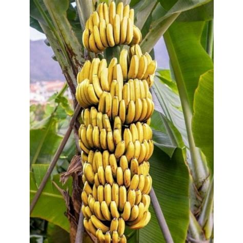 Jual Bibit Pisang Cavendish Kavendis Varietas G9 Hasil Anakan Bonggol