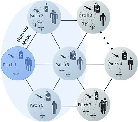 The Structure Of Human Metapopulation With Mosquito Controls Where
