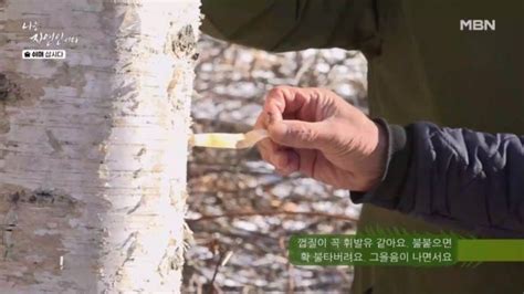 자작나무는 자작하게 잘 타서 자작나무설마 Mbn 240306 방송 보다