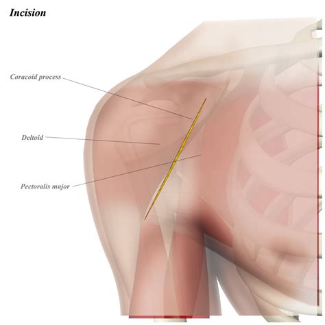 Anterior Shoulder Joint Anatomy