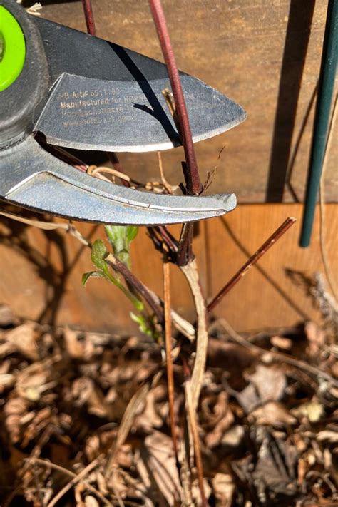 How And When To Prune Clematis And How A Traffic Light Makes Pruning Easier