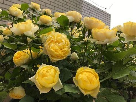 5种微型月季好养又好看各有千秋是阳台盆栽佳品 花友