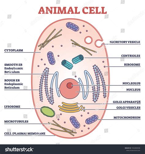 Animal Cell Model Labeled