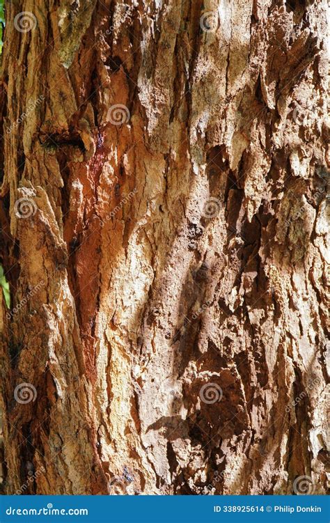 Native Asian Tree With Ruff Bark And Outer Layer With Unique Patterns Over Years Of Growth Stock