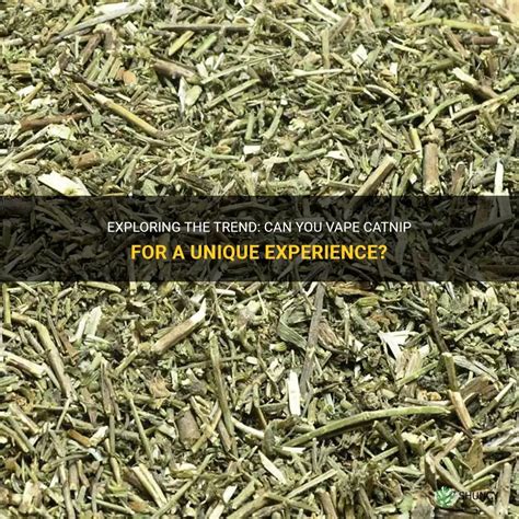 Exploring The Trend Can You Vape Catnip For A Unique Experience Shuncy