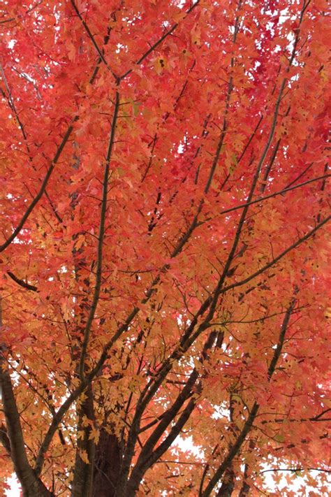 Acer Rubrum Franksred Red Sunset Red Maple Maple New York Plants Hq