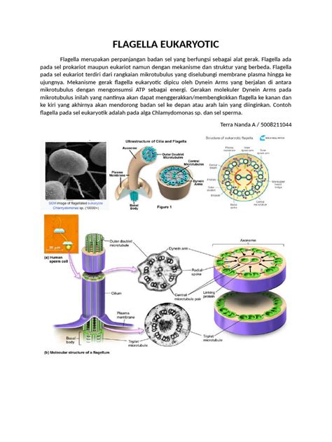 Eukaryot Flagella Pdf