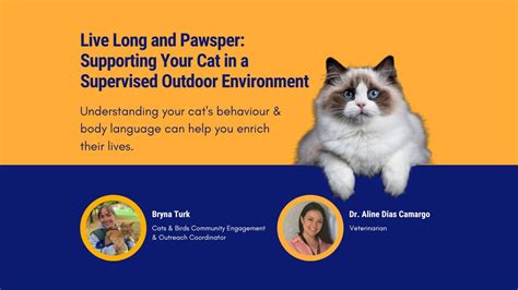 Webinar Cat Body Language Behaviour And Enrichment Stewardship