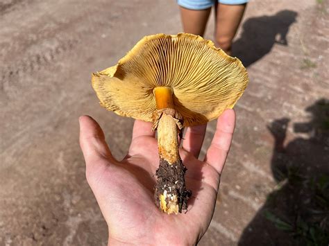 Golden Cap Cystoderma Aureum