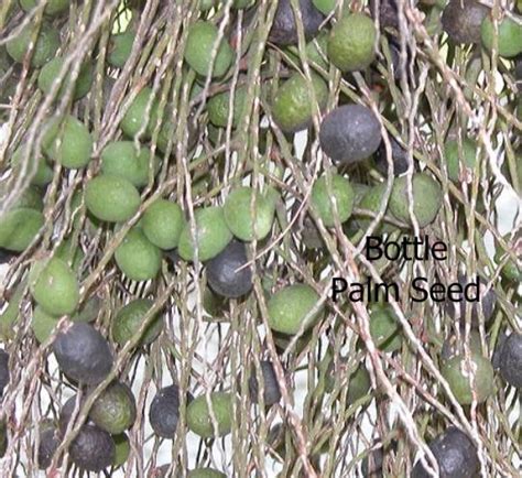 Polynesian Produce Stand Bottle Palm 100 Fresh Seeds ~ Hyophorbe