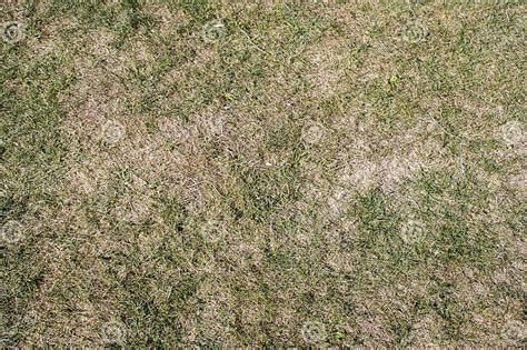 Dry And Patchy Lawn With Brown And Green Grass Textures Showcasing