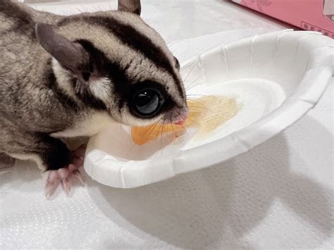 【日本riverd Republic】小寵零食 小動物蔬果雞肉泥 倉鼠肉泥 倉鼠泥 倉鼠零食 黃金鼠零食 蜜袋鼯點心 蝦皮購物