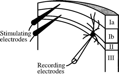Brain Slice Preparation Of The Piriform Cortex Showing Location Of