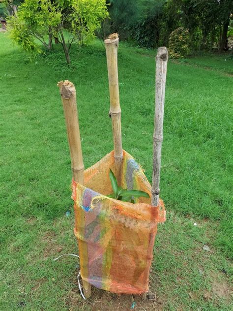 Protecting Planting Trees To Save Environmental Pollution Stock Image