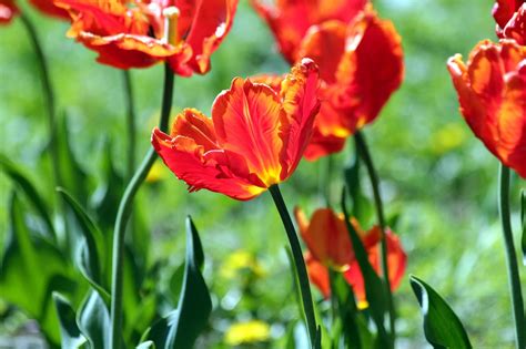 빨간 튤립 스칼렛 Tulip 꽃 Pixabay의 무료 사진 Pixabay