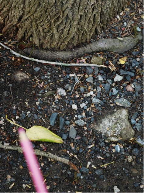 Deciduous Leaf Biology In My Backyard