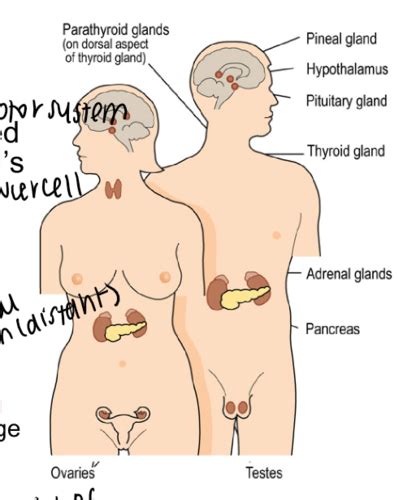 Hormones Receptors And Axes Hypothalamus And Pituitary Flashcards Quizlet