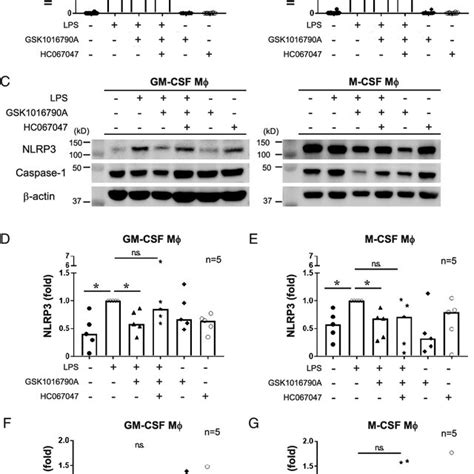 Activating Trpv4 Suppresses Mrna Expression Of Il 1b And Nlrp3 In
