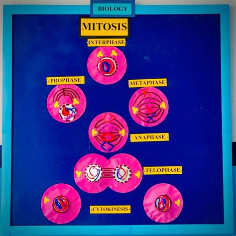Biology Mitosis Project For Class Decor Science Projects Literature
