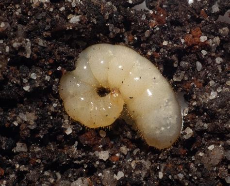 Mystery Grub Under Log — Life In A Southern Forest