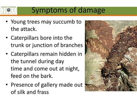 Insect Pests Of Mango And Their Management Pptx