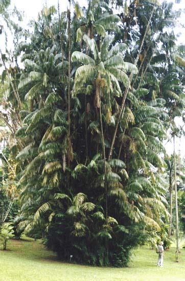 Nibung Oncosperma Tigillarium Flora Identitas Provinsi Riau