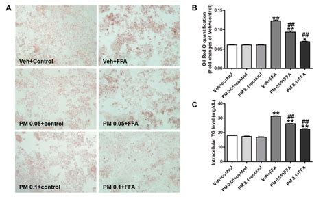 The Effect Of Pm On Intracellular Lipid And Triglyceride Tg