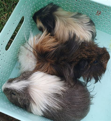 My Year Old Male Trio Guinea City Spike And Friends