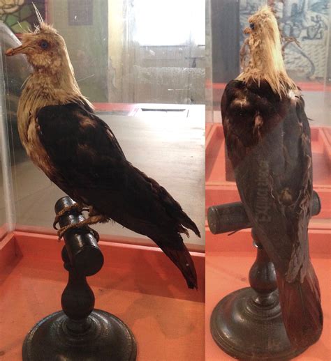 Dodo Bird De Extinction The Dialogue Has Begun In The Island Nation Of