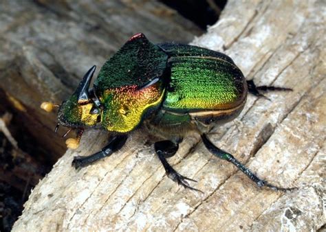 Rainbow Beetle A Complete Guide To Care Breeding And Stag Beetle Facts