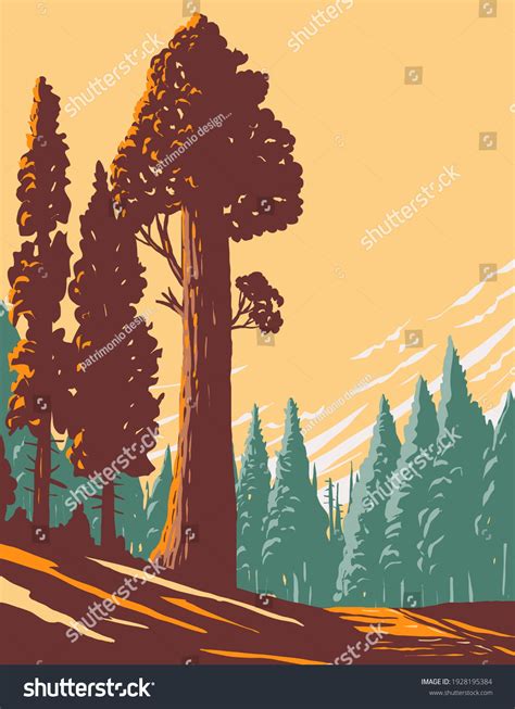Sequoia Trees Stock Vectors Images Vector Art Shutterstock