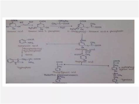 Metabolic Pathway In Higher Plants And Their Determination Pptx