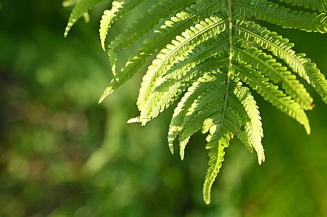 Grean 고사리 잎 잔디와 콘크리트 잔디 창살 회색 자연석으로 만든 사각형 타일의 배경 질감 도로의 콘크리트 가로 기하학적