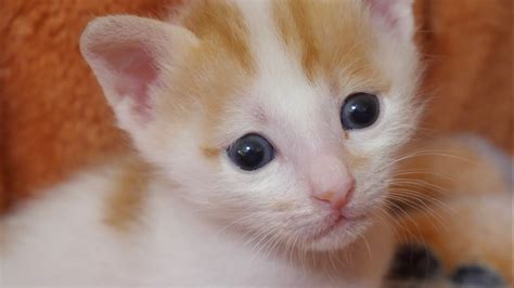 【子猫】目の色が可愛いキトンブルーに変わってきました！ Youtube